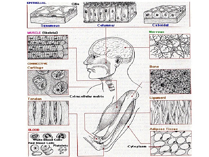 Chapter 28 Overview of Tissues A The Hierarchy