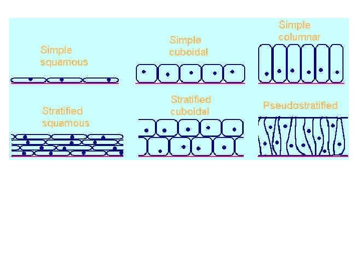 Chapter 28 Overview of Tissues A The Hierarchy