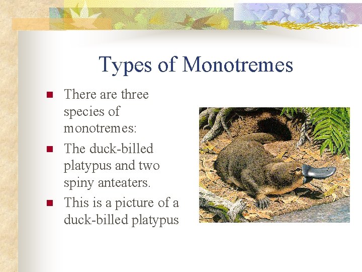 Mammals Learn all about these amazing creatures By