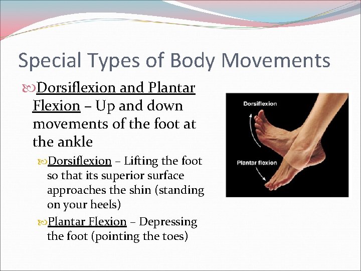 Muscular System Notes Part 5 Types of Body