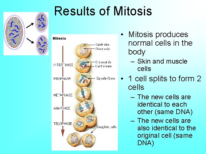 Cell Division By Mr Kauffman Cells Review What