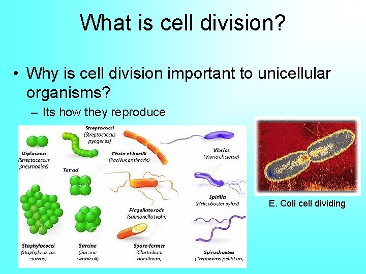 Cell Division By Mr Kauffman Cells Review What