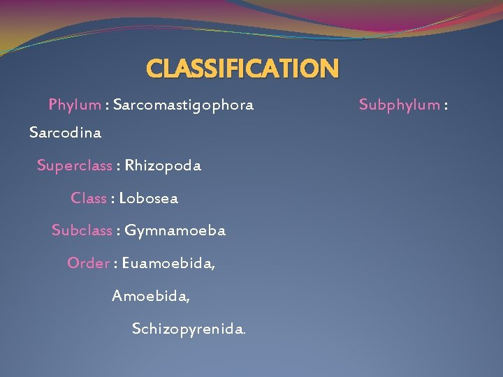AMOEBAE P ANUSHA INTRODUCTION Structurally simple protozoa No