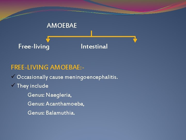 AMOEBAE P ANUSHA INTRODUCTION Structurally simple protozoa No