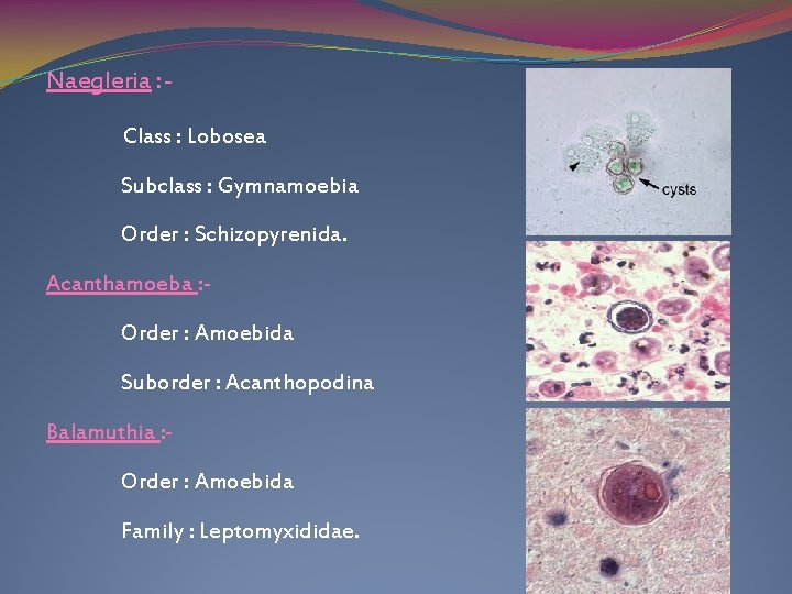 AMOEBAE P ANUSHA INTRODUCTION Structurally simple protozoa No