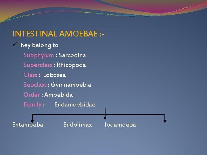 AMOEBAE P ANUSHA INTRODUCTION Structurally simple protozoa No