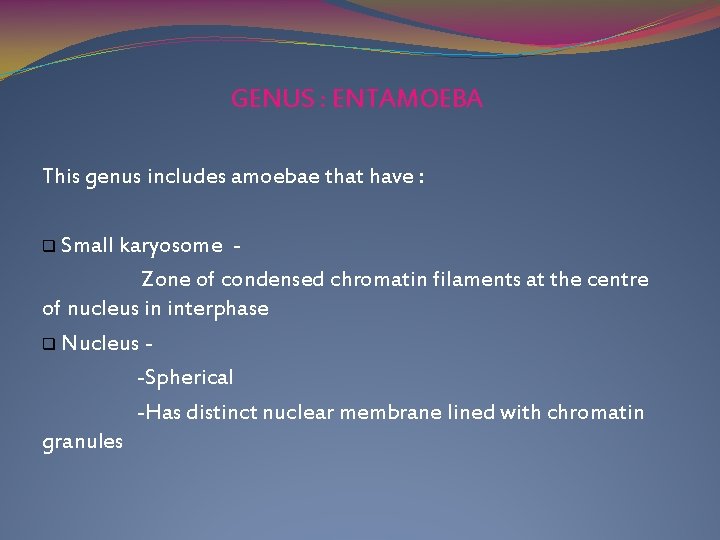 AMOEBAE P ANUSHA INTRODUCTION Structurally simple protozoa No