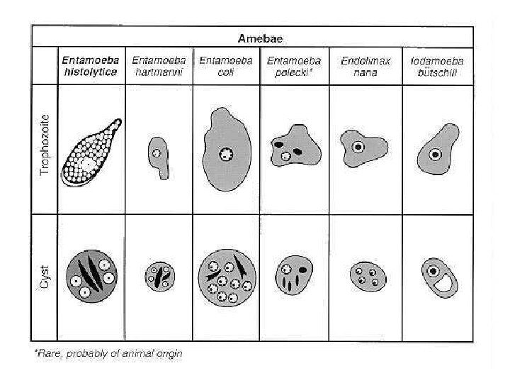 AMOEBAE P ANUSHA INTRODUCTION Structurally simple protozoa No