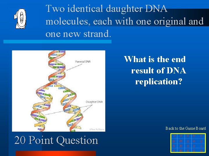 Jeopardy Start DNA RNA Protein Synthesis Random II