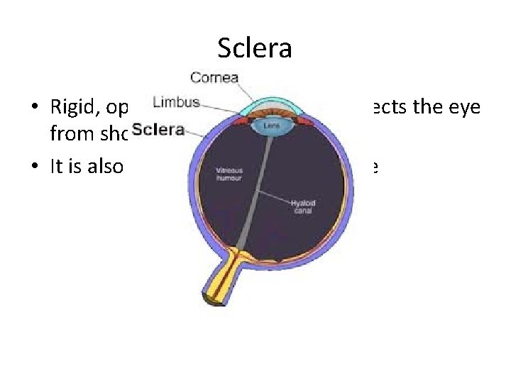 The Sensory Organs Pg 213 The Eye The