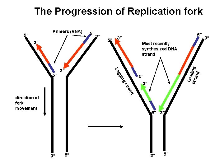 DNA Replication Nilansu Das Surendranath College Paper III