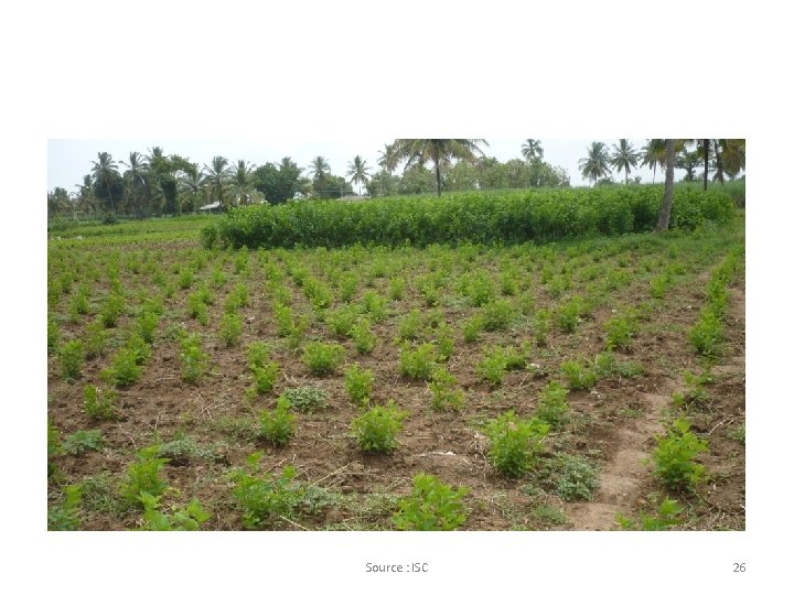 Sericultural development by Mr Christian FRESQUET International ...