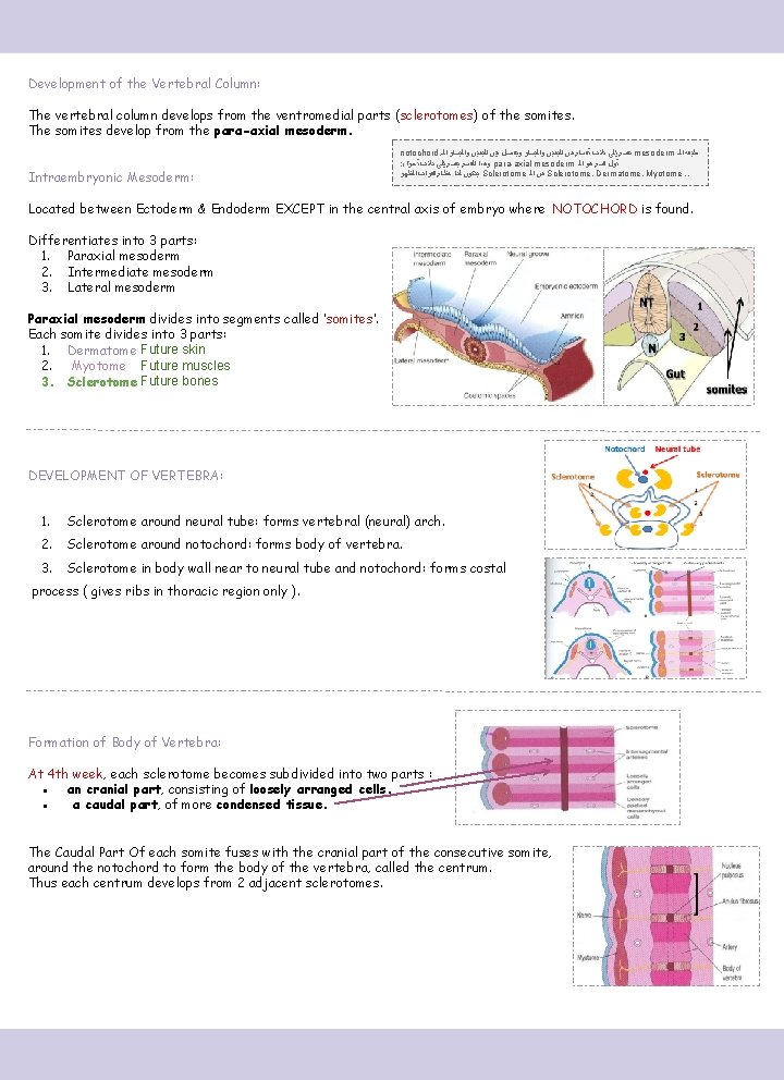 Development of Spinal Cord Vertebral Column Color Code