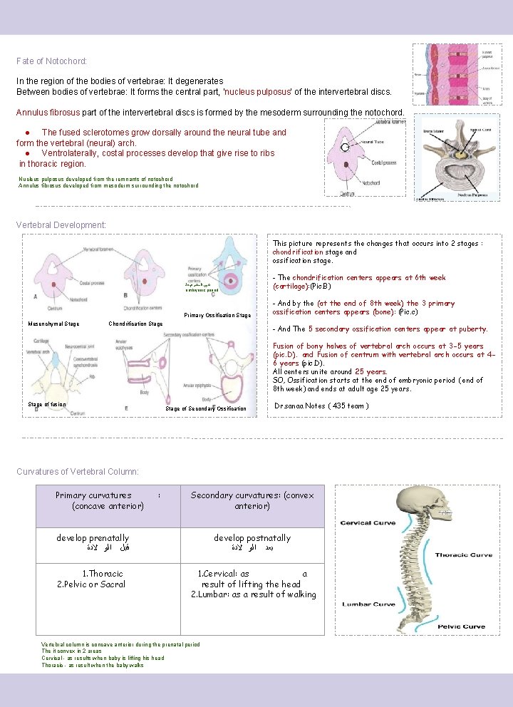 Development of Spinal Cord Vertebral Column Color Code