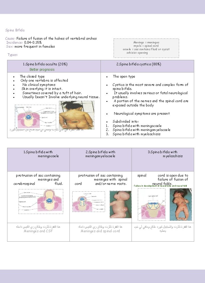 Development of Spinal Cord Vertebral Column Color Code