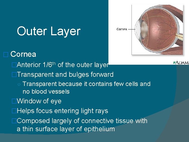 SENSE OF VISION Introduction Main Organ Eye Accessory