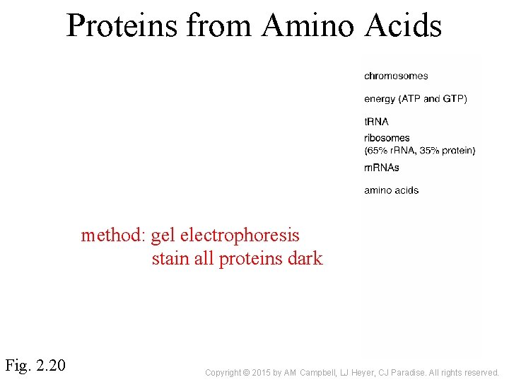 Proteins from Amino Acids What Fig 2 20