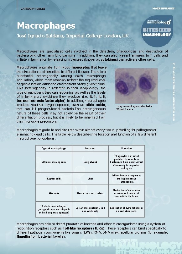 MACROPHAGES CATEGORY CELLS Macrophages Jos Ignacio Saldana Imperial