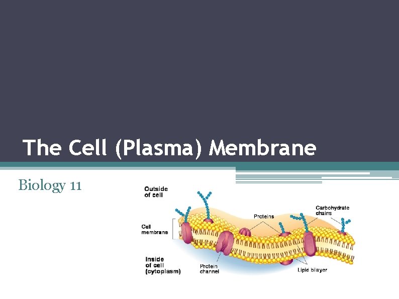 The Cell Plasma Membrane Biology 11 ALL Cells