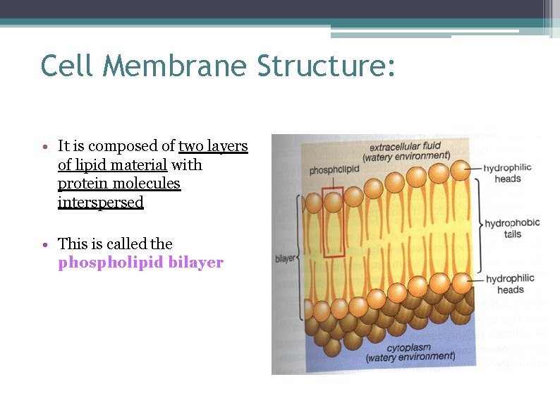 The Cell Plasma Membrane Biology 11 ALL Cells