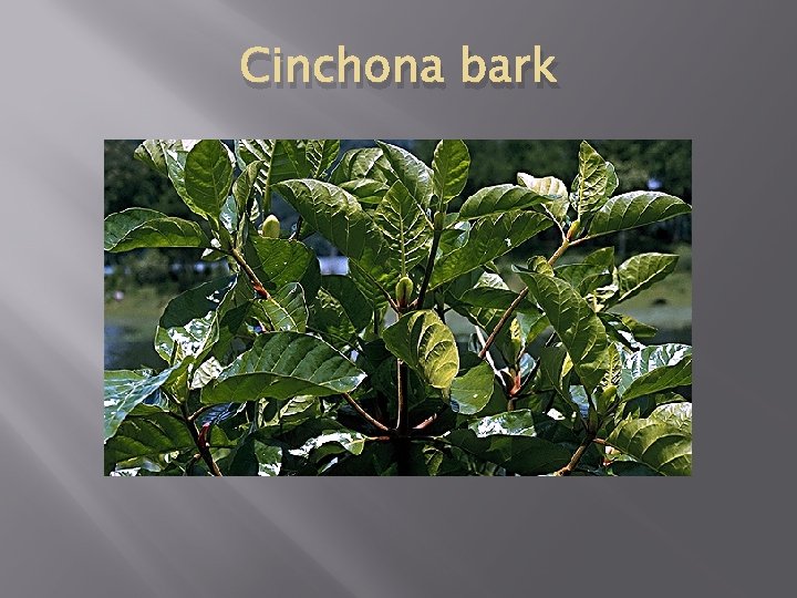 PHARMACOGNOSY Alkaloids Lec 5 Quinoline alkaloids Alkaloids containing