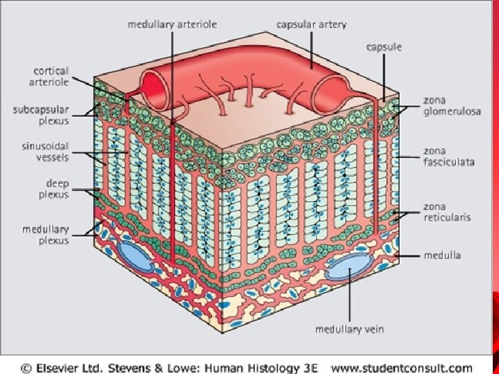 Zona Reticularis Histology