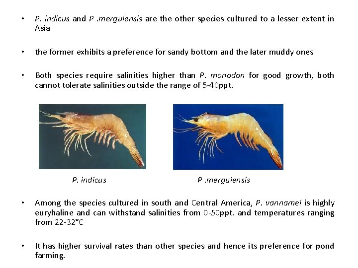 CULTURE OF CRUSTACEANS SHRIMP CULTURE Major cultivated species