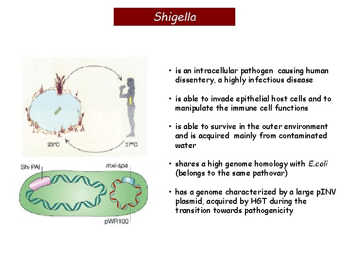 Evolution of a bacterial pathogen major strategies Impatto