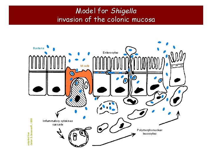 Evolution of a bacterial pathogen major strategies Impatto