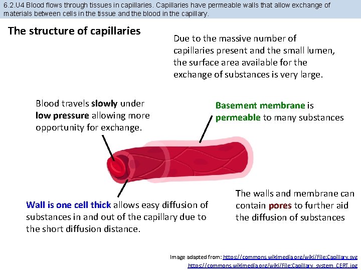 6 2 The blood system The image shows