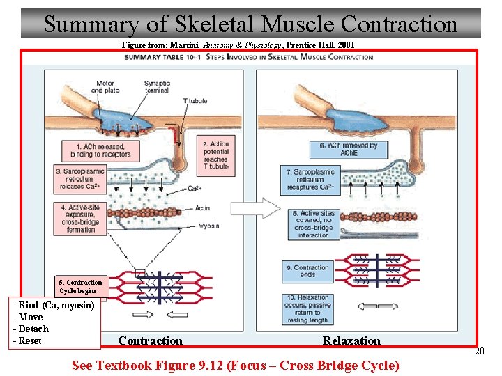 Mariebs Human Anatomy and Physiology Marieb w Hoehn
