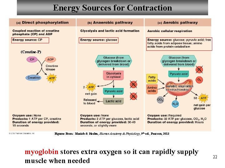 Mariebs Human Anatomy and Physiology Marieb w Hoehn