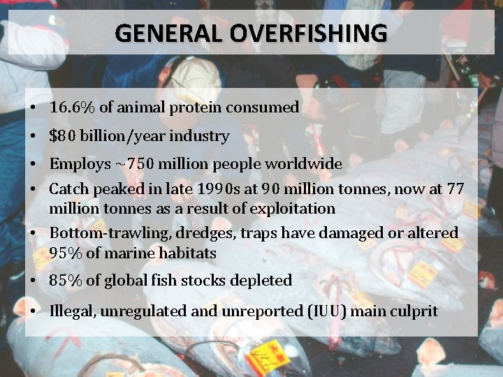 Dramatic introduction OVERFISHING OF ATLANTIC BLUEFIN TUNA Thunnus
