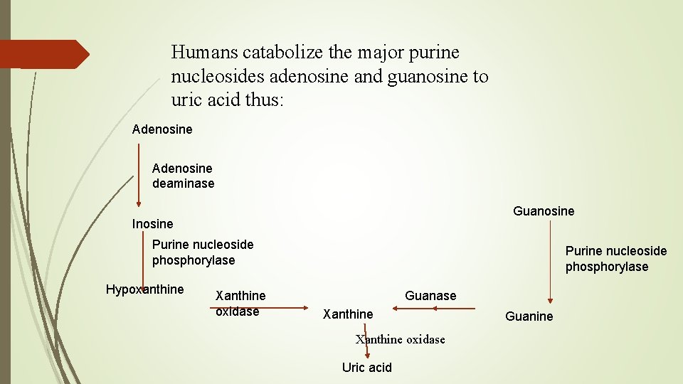 PURINE METABOLISM AND GOUT One of the important
