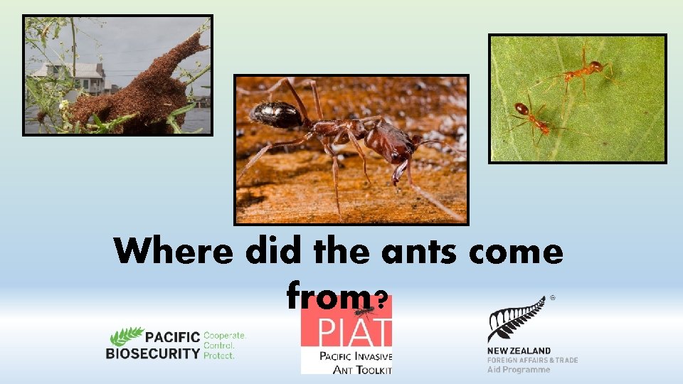 Where did the ants come from What are