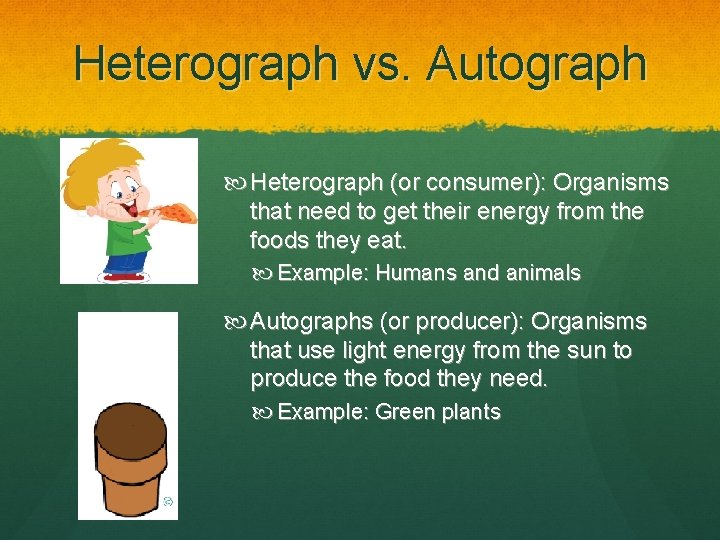 Photosynthesis How plants eat Grade 4 Heterograph vs