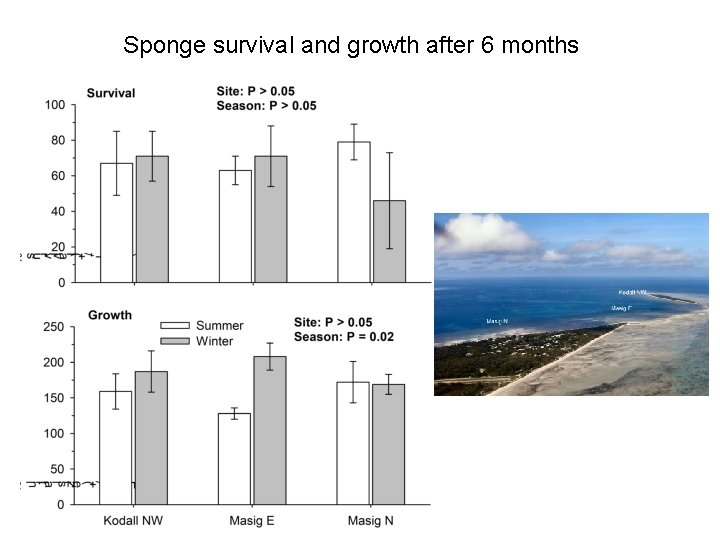 Exploring the potential of bath sponge aquaculture in