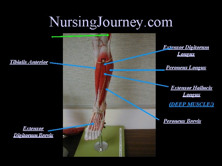 Nursing Journey com Identify the muscles of the