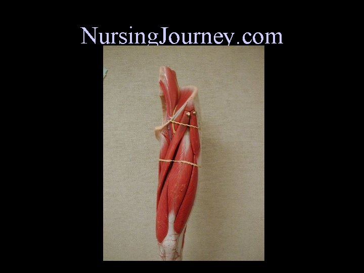 Nursing Journey com Identify the muscles of the