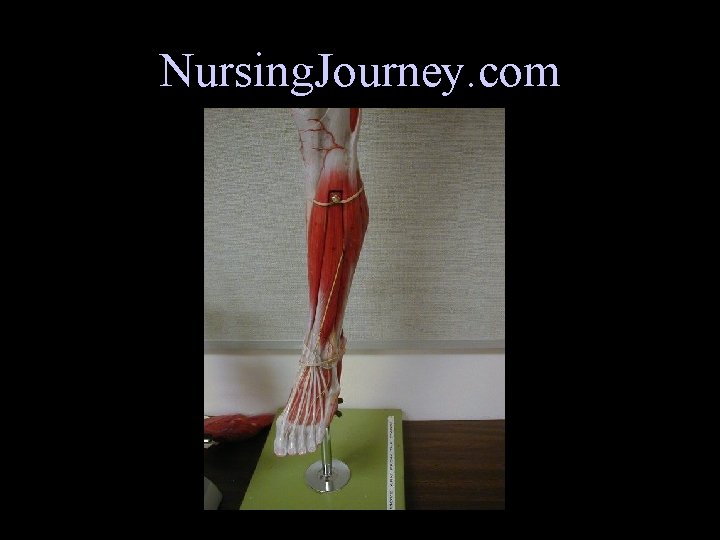 Nursing Journey com Identify the muscles of the