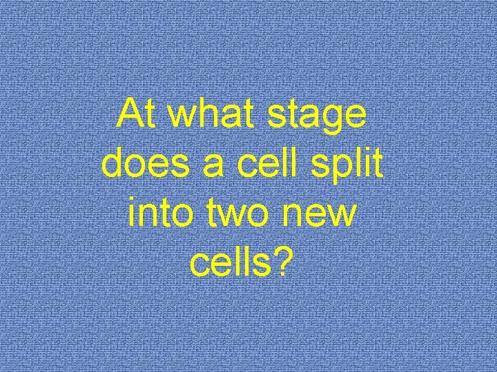 Mr Bartolones The Cell Cycle Cell Cycle Mitosis