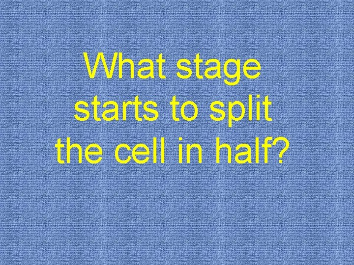 Mr Bartolones The Cell Cycle Cell Cycle Mitosis