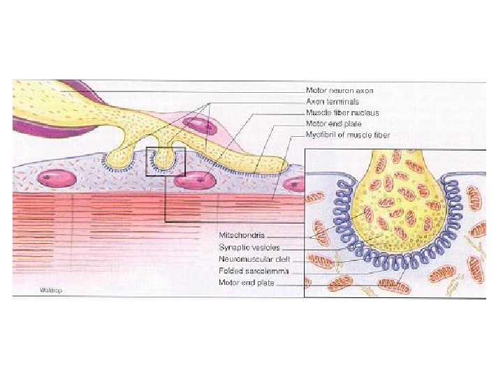 Strap parallel Convergent Sphincter Unipennate Bipennate Multipennate ...
