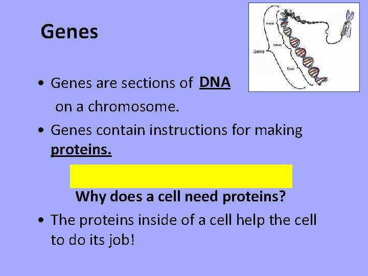 What is Genetics The study of how traits