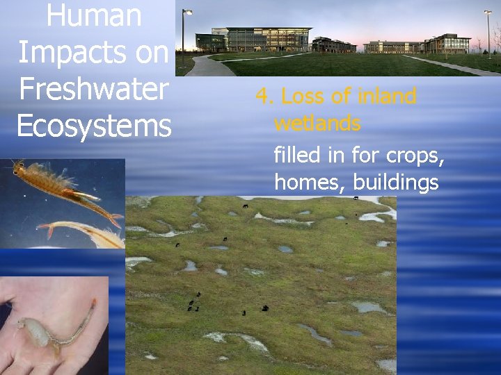 Freshwater Ecosystems Ch 6 part 2 Freshwater ecosystems