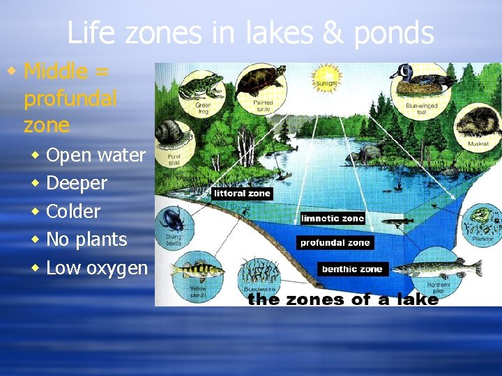Freshwater Ecosystems Ch 6 part 2 Freshwater ecosystems