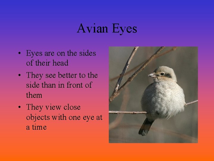 Ornithology Communication Unit Avian Senses Birds have highly