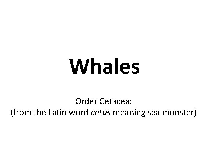 Whales Order Cetacea from the Latin word cetus