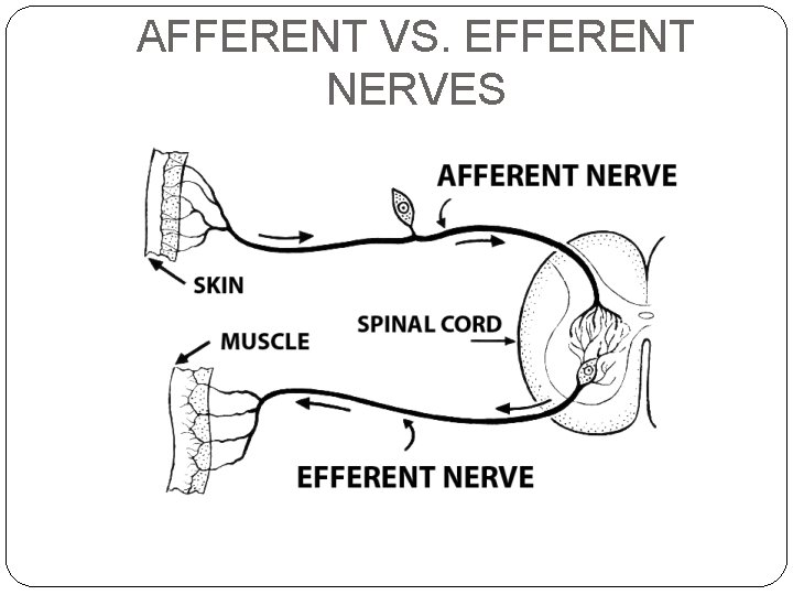 THE NERVOUS SYSTEM DEFINITION the bodys communicator electrical