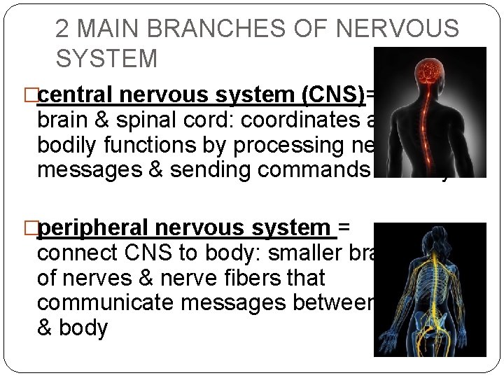 THE NERVOUS SYSTEM DEFINITION the bodys communicator electrical